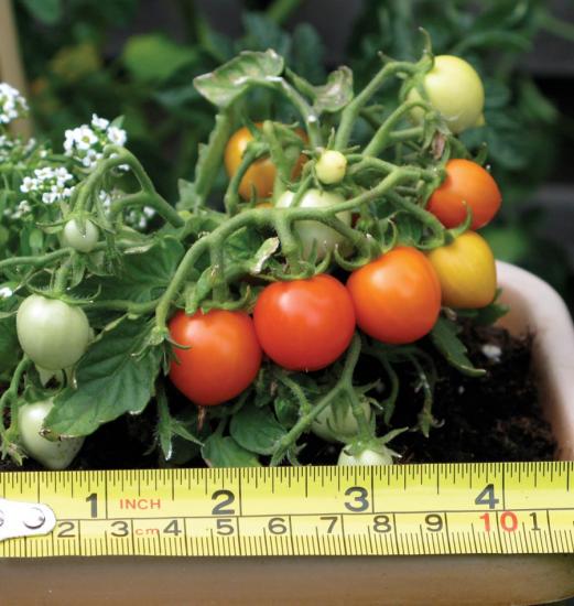 Micro Tom - มะเขือเทศเชอร์รี่